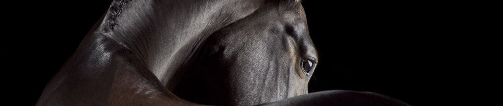 Waldhausen Horse Products | Stable Accessories & Equiport Equestrian
